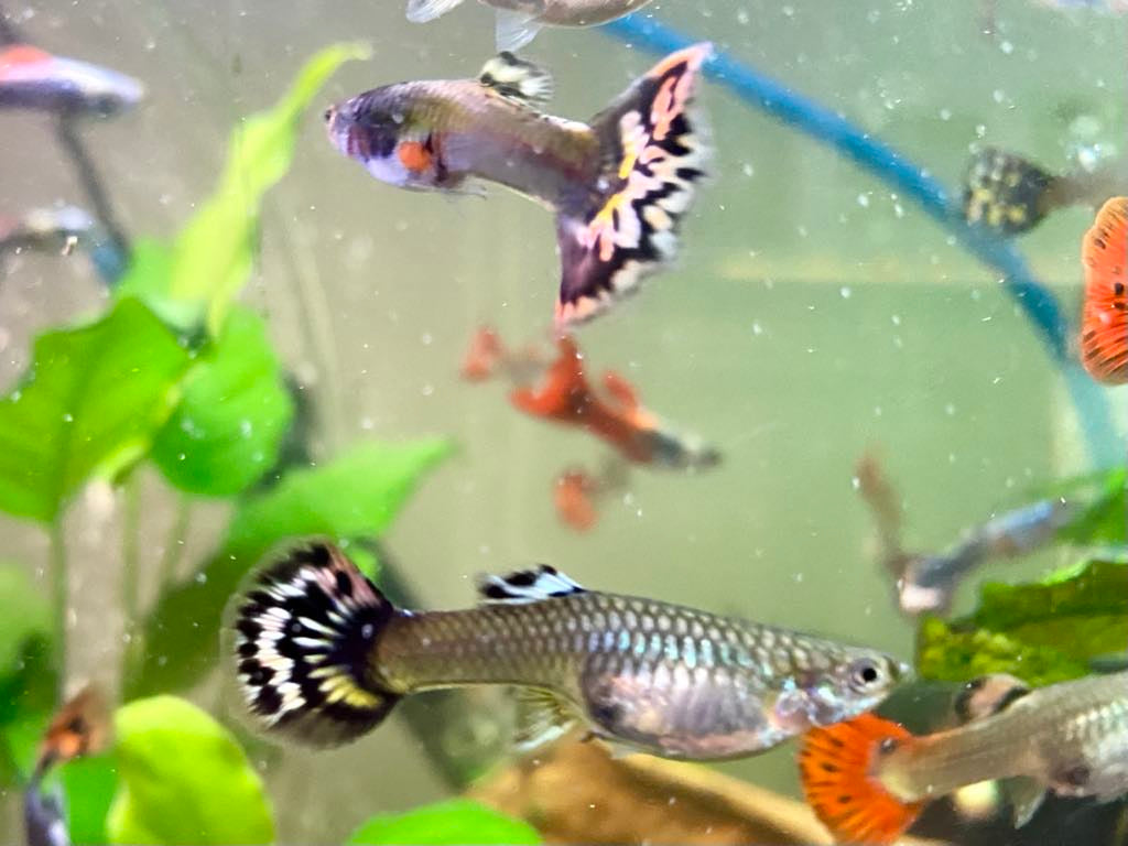 Fancy Mutt Guppy – Norbits Adventures